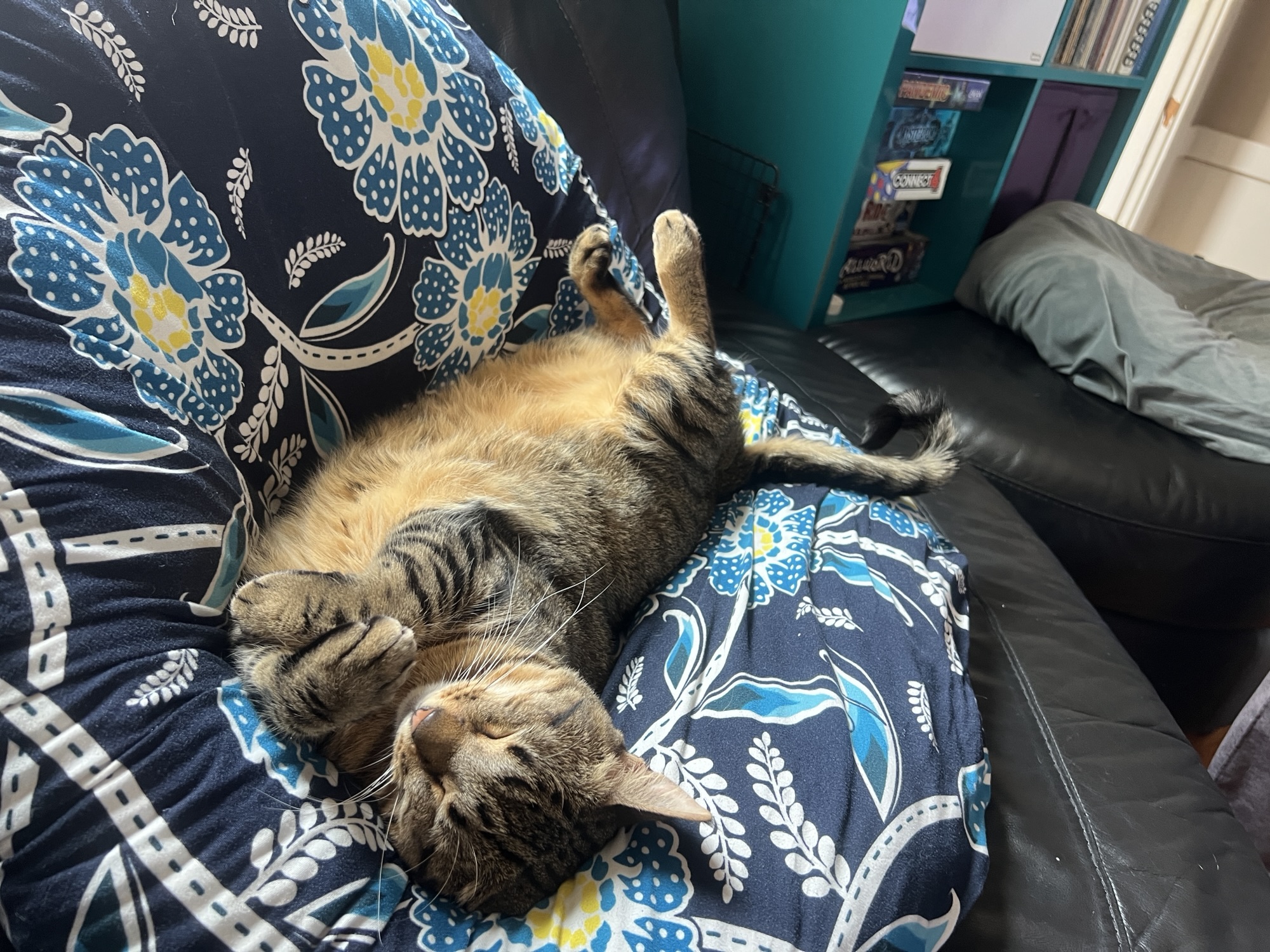 Cat Pictures – Not a Wasted Word